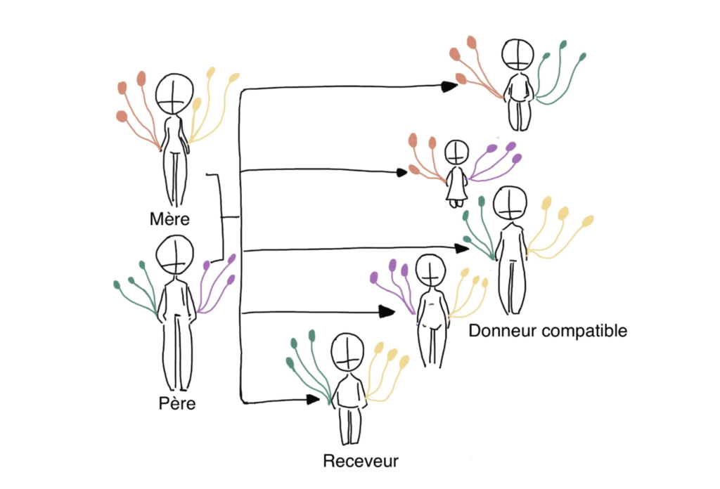 C'est quoi le système HLA? - Dis Lilie